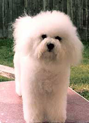 About Us | Bichon Frise Club of America