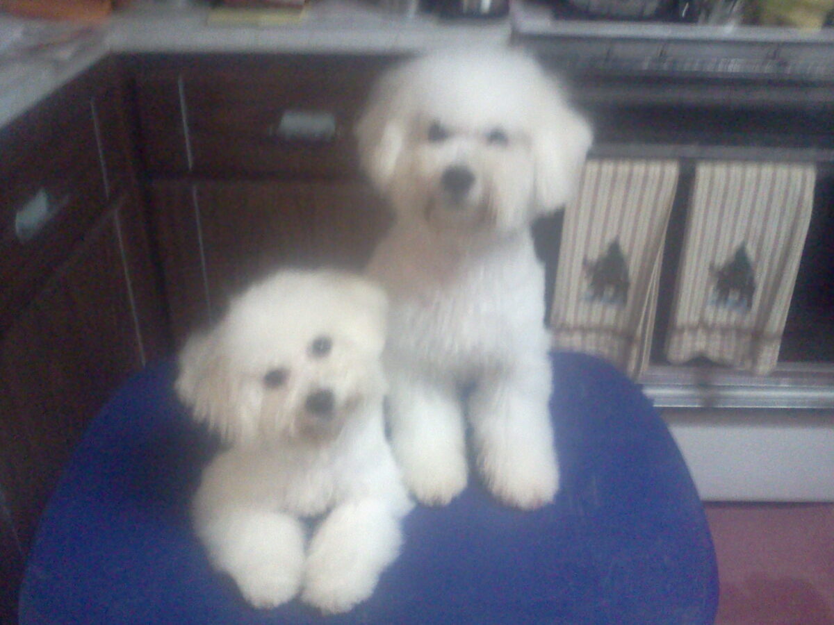 About Bichons | Bichon Frise Club of America