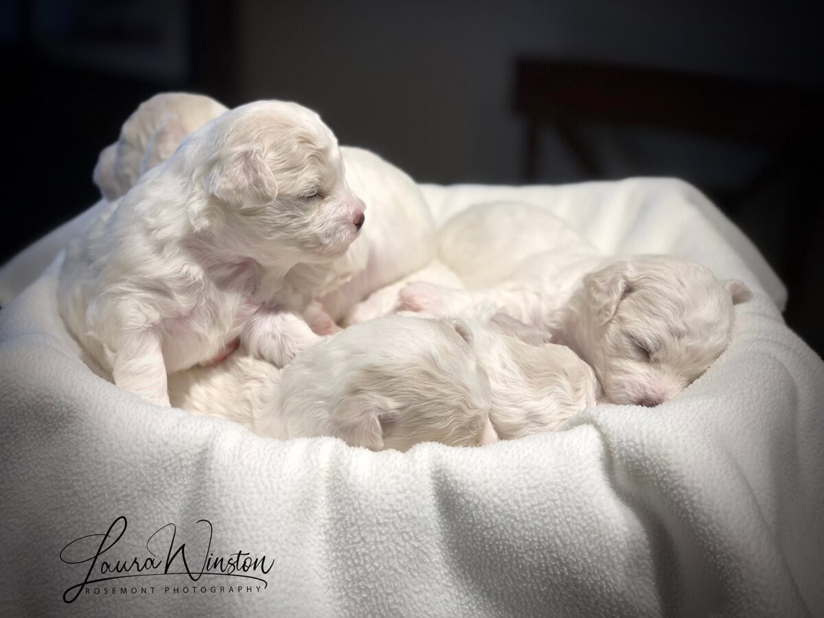 About Bichons | Bichon Frise Club of America