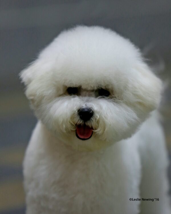 About Bichons | Bichon Frise Club of America