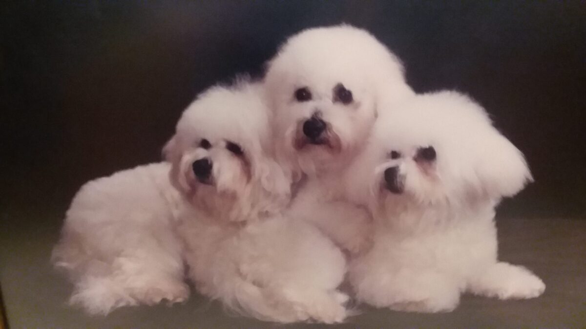 Photo Galleries | Bichon Frise Club of America