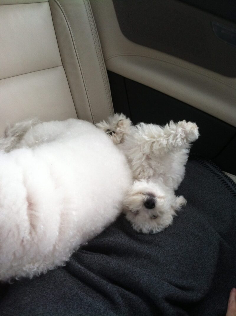 About Bichons | Bichon Frise Club of America