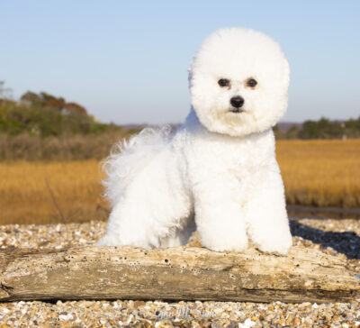 About Bichons | Bichon Frise Club of America