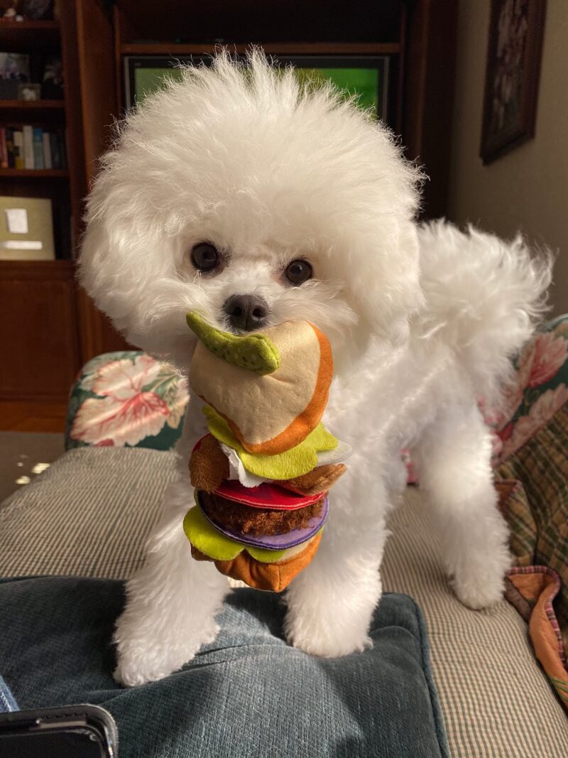 About Bichons | Bichon Frise Club of America