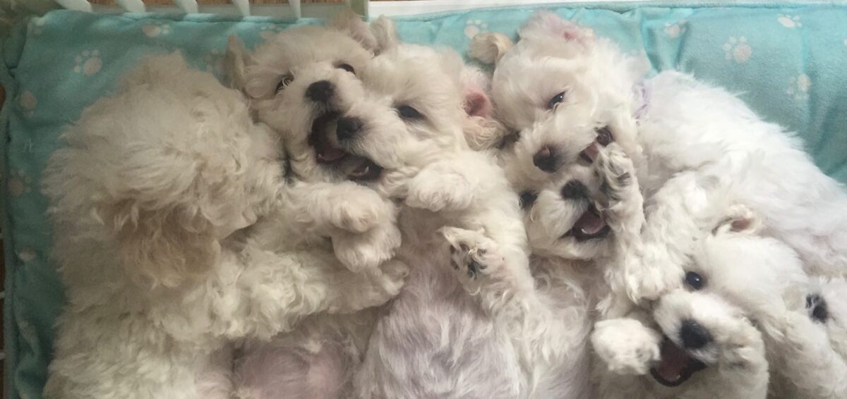 About Bichons | Bichon Frise Club of America