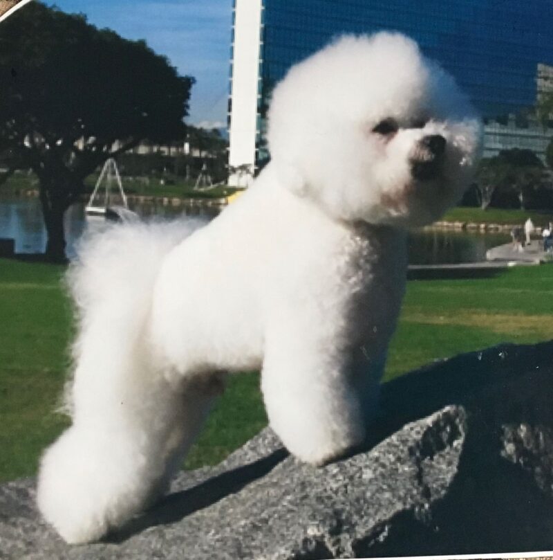 About Bichons | Bichon Frise Club of America