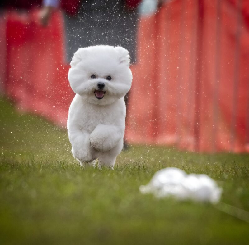 Photo Galleries | Bichon Frise Club of America