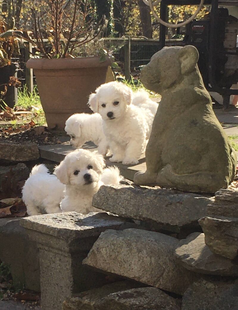 About Bichons | Bichon Frise Club of America