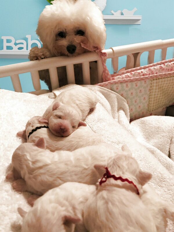 About Bichons | Bichon Frise Club of America