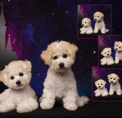 About Bichons | Bichon Frise Club of America