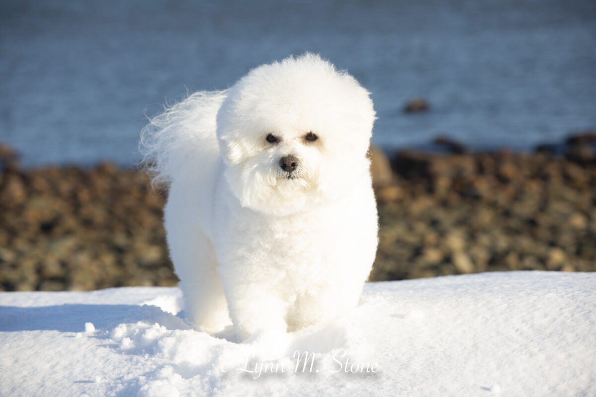 About Bichons | Bichon Frise Club of America