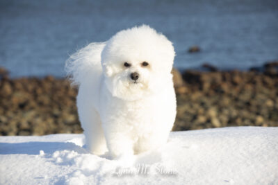 About Bichons | Bichon Frise Club of America