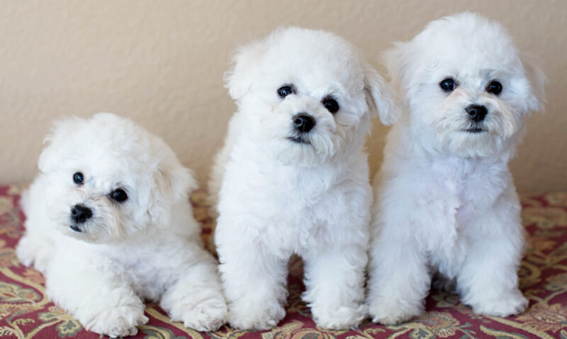 Bichon Frise Club of America