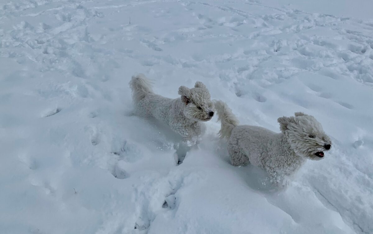 Bichon Frise Club of America