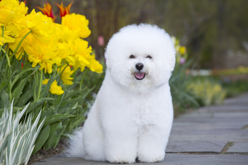 Bichon Frise Club of America