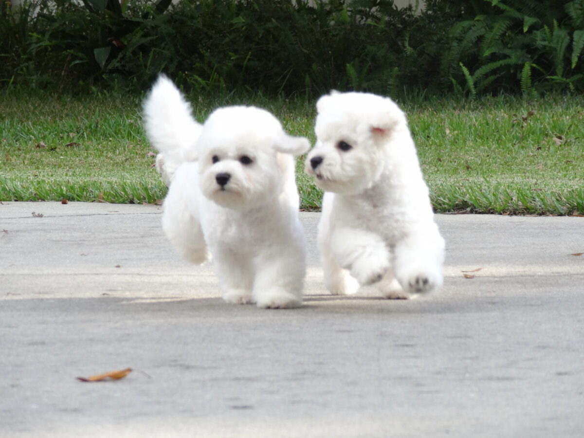 Bichon Frise Club of America